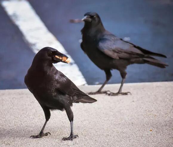 Neuroscience Says Crow Funerals Aren’t Rituals – They’re Threat ...