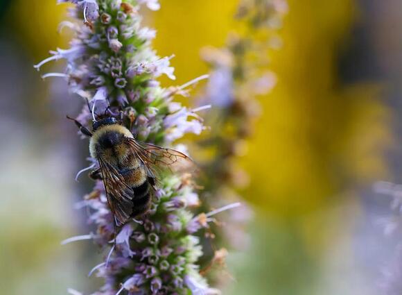 Rare, endangered bee gets habitat protection across 6 states: Here’s ...