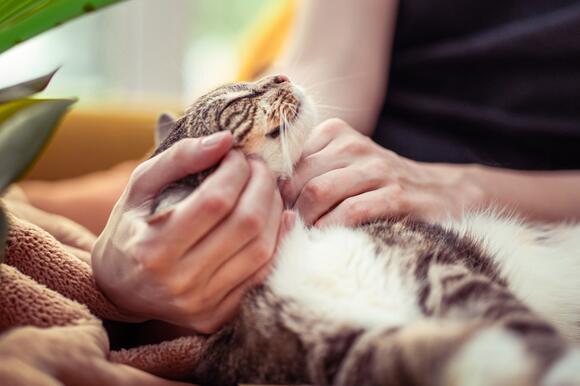 Why Some Cats Bond in Silence and Others in Closeness - NewsBreak