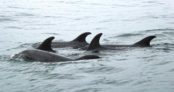 The Science Behind Orca Dialects and Family Bonds - NewsBreak