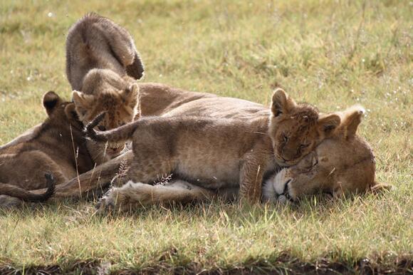 From Cubs to Kings — The Life Stages of a Male Lion - NewsBreak