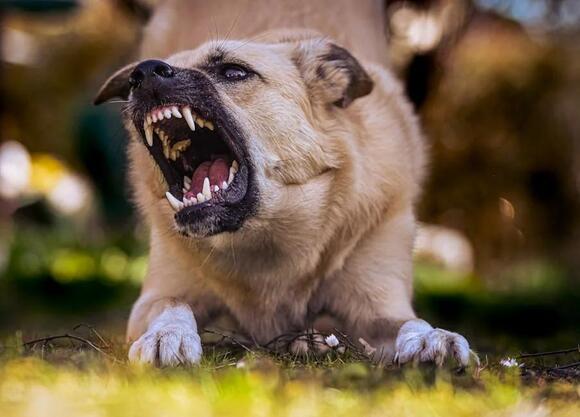 Unraveling the Mystery: 10 Common Signs of Behavioral Issues in Dogs ...