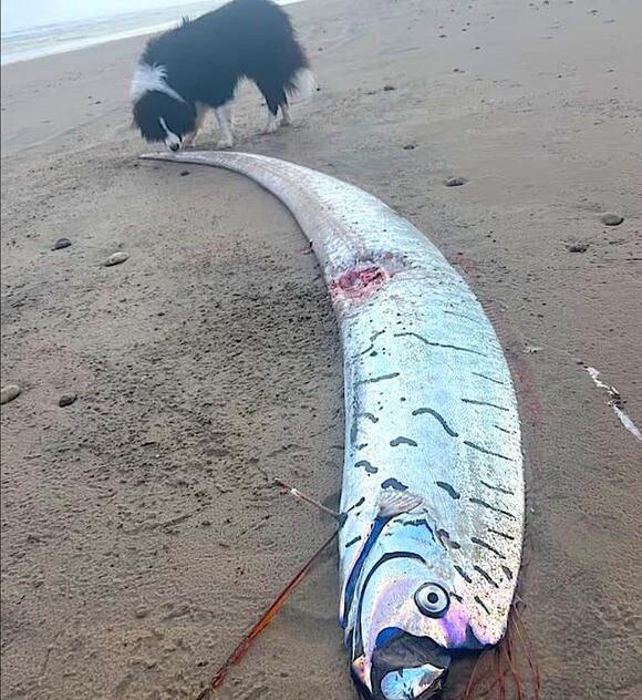 Two rare ‘doomsday fish’ wash ashore, sparking global superstition ...