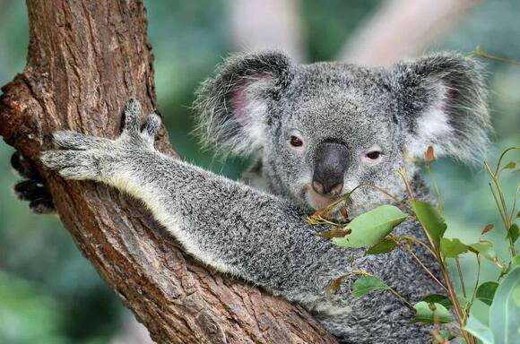 14 Reasons Koalas Are Considered Nature Cuddly Icons - NewsBreak