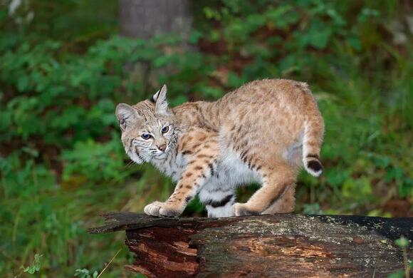 9 Major Predators of White-Tailed Deer and How They Hunt - NewsBreak
