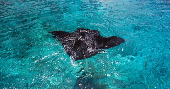 Top-Secret US Aquatic Drone Weapon Prototype Named ‘Manta Ray’ Spotted ...