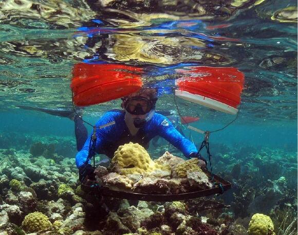 The Self-Healing Coral Reefs: How Nature Is Restoring Itself Against ...