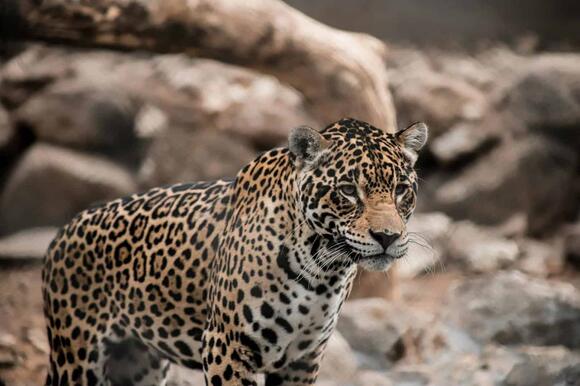 The Strongest Bite Force in the Animal Kingdom Isn’t What You Think ...