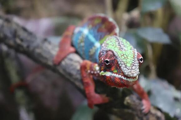 Why Do Some Animals Change Color? The Science Behind Their Amazing ...