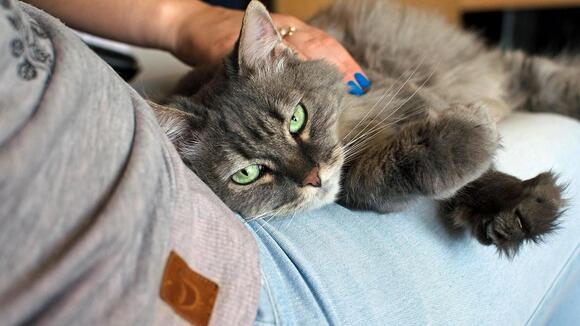 9 Clever Ways Your Cat Secretly Trains You to Be Their Perfect Human ...