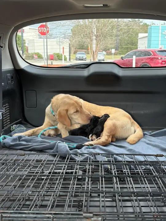 Flood-trapped mother dog and puppies saved by rescuers in Mississippi ...