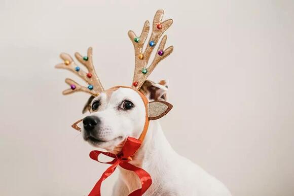 Texas Pet Lovers Saddle Up for the Wild West Fur Ball - NewsBreak