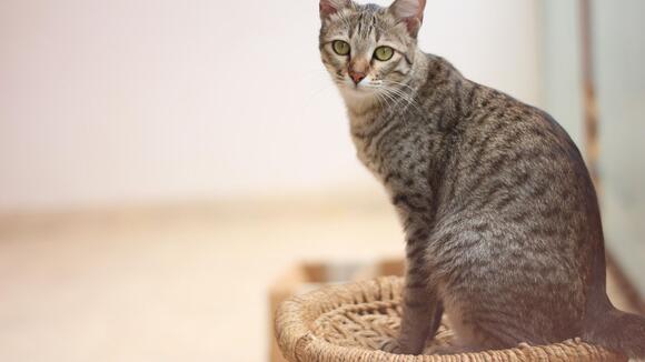 Decoding Your Cat’s Gaze: What Their Stares Really Mean for You - NewsBreak