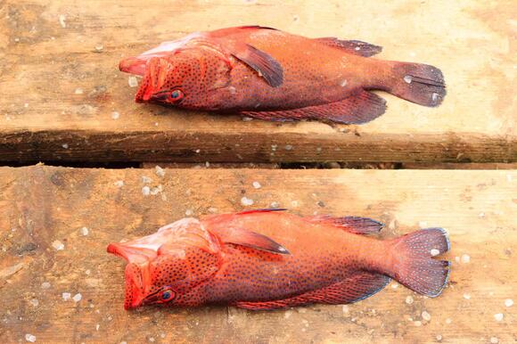 Top 10 Most Endangered Fish That You Should Know About - NewsBreak