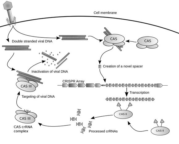CRISPR and Microbiology: How Gene Editing Is Transforming the Study of ...