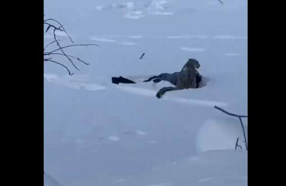 Snow Leopard Attack Caught on Video at China Ski Resort - NewsBreak