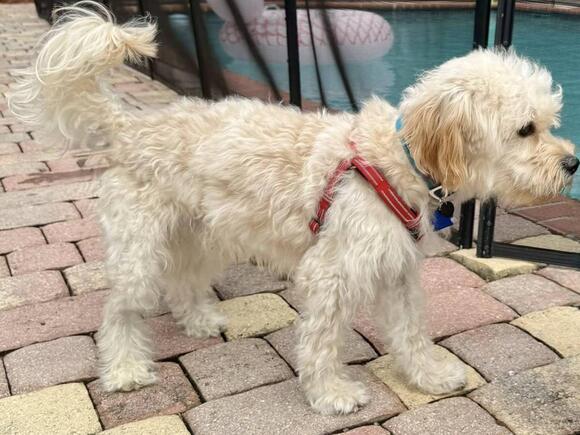 Meet Rupert, a 14lb small Cavachon & Bichon Frise mix who needs a forever home - NewsBreak