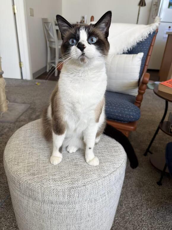 🐱 Playful & Sweet Cats Ready for Adoption in Pueblo - NewsBreak