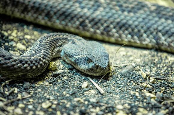 14 Fascinating Facts About the Eastern Diamondback - NewsBreak