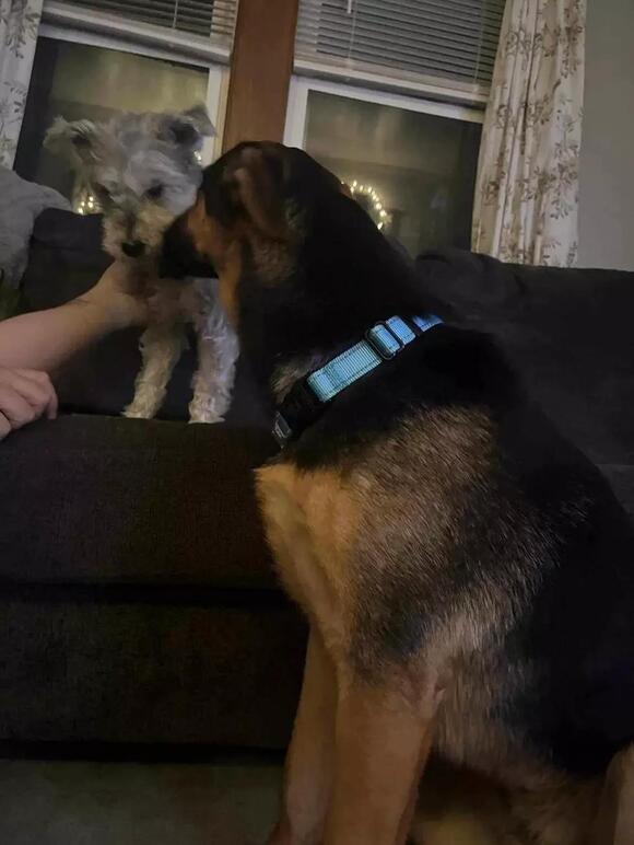 Brain Looks to Get His Dog Barry Out and About in 2026! - NewsBreak