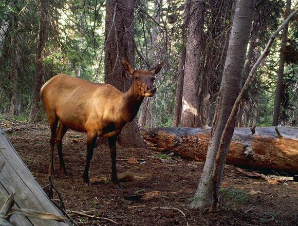 Apply Now For Deer, Elk, And Moose Hunts In Utah's 2026 Season - NewsBreak