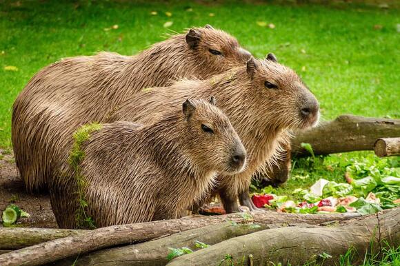 What Makes Capybaras So Calm—Even Around Predators - NewsBreak