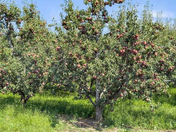 A Hood River Travel Guide for Couples: From Riverside Walks to Fruit ...