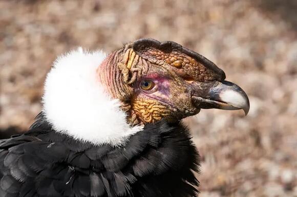 10 Strange Facts About Turkey Vultures That Make Them Nature’s Cleanup ...