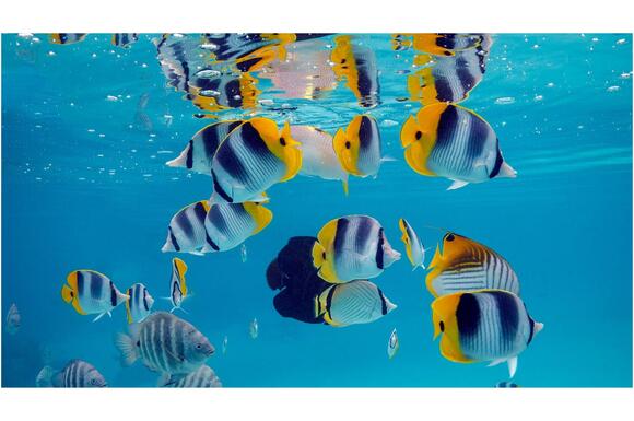 10 Marine Species That Rely on Coral Reefs to Survive - NewsBreak