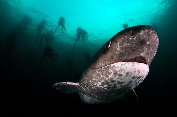 The 10 Biggest Sharks in Washington State (And Puget Sound) - NewsBreak