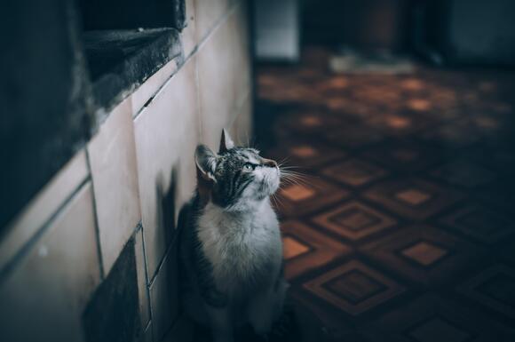 Why Your Cat Acts Differently During a Full Moon - NewsBreak