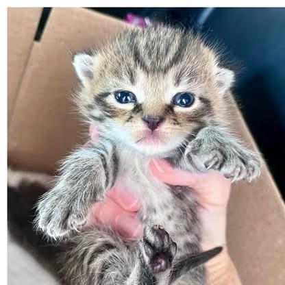 🐱 Playful Kittens and Sweet Cats Ready for Adoption in Winchester ...