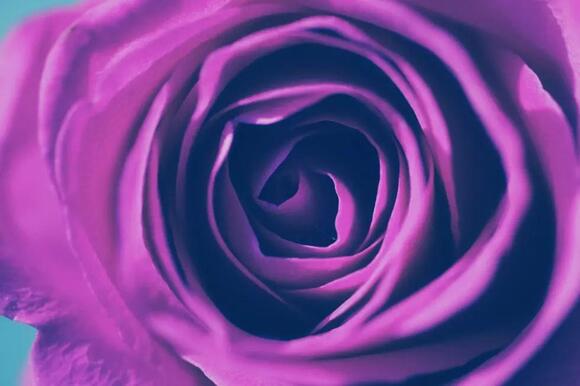 What Do Different Rose Colors Symbolize For Valentine's Day? - NewsBreak