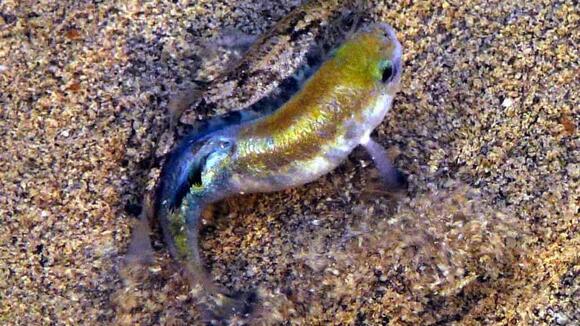 These Creatures Survive the Hottest Places in America - NewsBreak