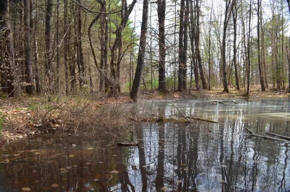 Why you should leave the swampy pools in your backyard this spring