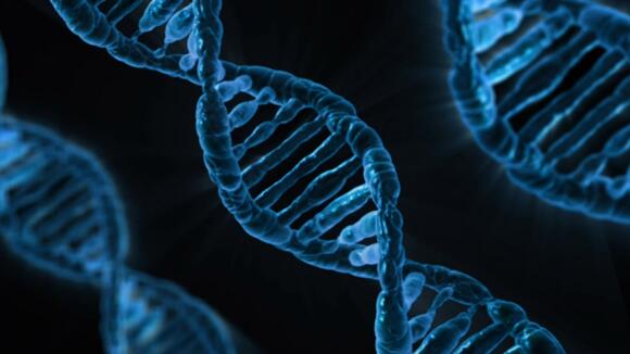 Harvard study calls modern claims of "pure bloodlines" a fantasy, with ...