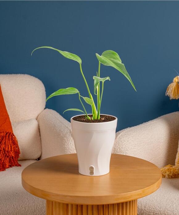 This Rare ‘Mystery Monstera’ is Tipped to be the Next Plant Collector's ...