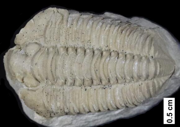 The Complete List of Every U.S. State Dinosaur and Fossil - NewsBreak