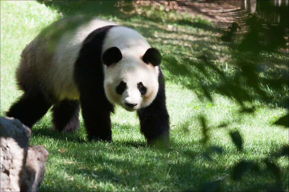 Where to See Giant Pandas Outside of Captivity - NewsBreak