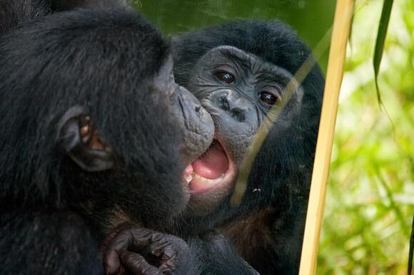 Wild Animals React to Seeing Themselves in Mirror - NewsBreak