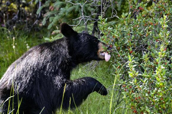 DNR Reports Massive Bears in the Upper Peninsula - NewsBreak