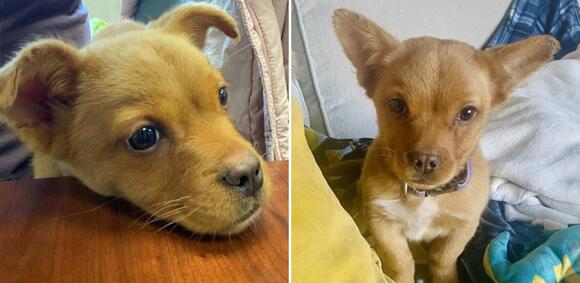 Meet The 12-Week-Old Chiweenie With a Personality Bigger Than Her Body ...