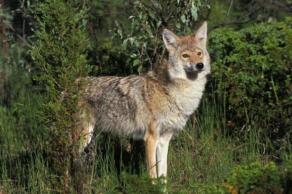 Explore Pennsylvania’s Coyote Population - NewsBreak