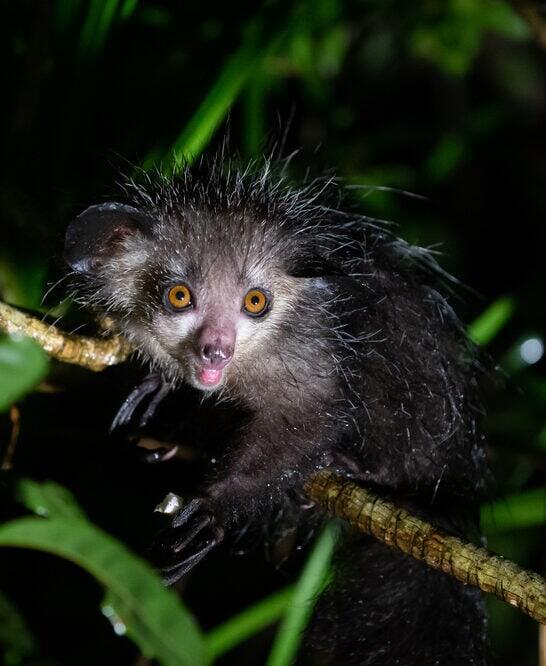 13 Creepy Critters You Will Want to Learn More About - NewsBreak