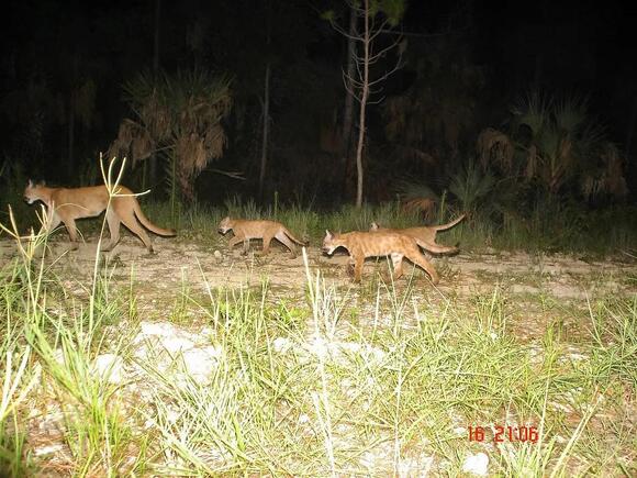 9 Major Predators of White-Tailed Deer and How They Hunt - NewsBreak