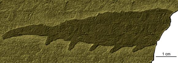 Could Some Fossils Actually Belong to Completely Unknown Creatures ...