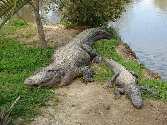 Which States Have the Most Animal Attacks? The Data Might Surprise You ...