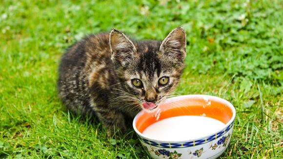 5 Dangerous Cat Myths That Might Be True - NewsBreak
