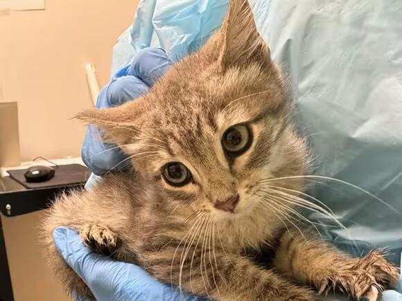 🐱 Playful & Sweet Cats Ready for Adoption in Pueblo - NewsBreak
