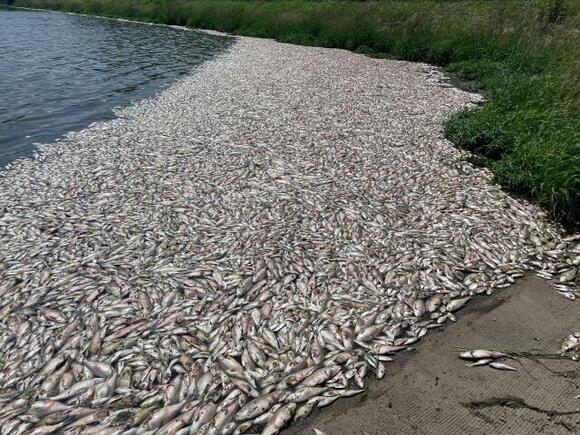 Officials say upwards of 130,000 fish killed in 'natural' event at ...